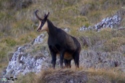 Capra neagră din Piatra Craiului | Drum liber - Vezi România cu alți ochi